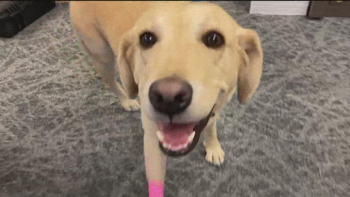 Electronic sniffing dog helps fight crime in San Diego | cbs8.com