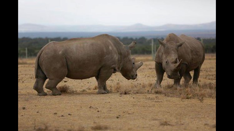 Scientists create hybrids in race to save rhino sub-species | cbs8.com