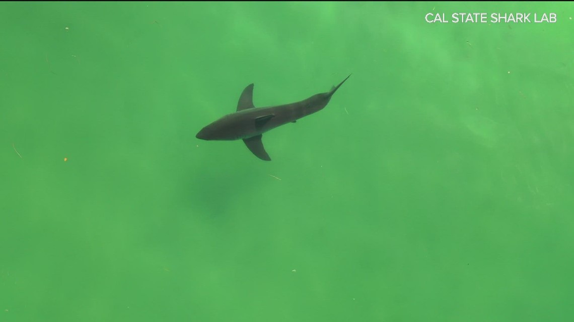 Del Mar Beach closed after swimmer survives shark attack | cbs8.com
