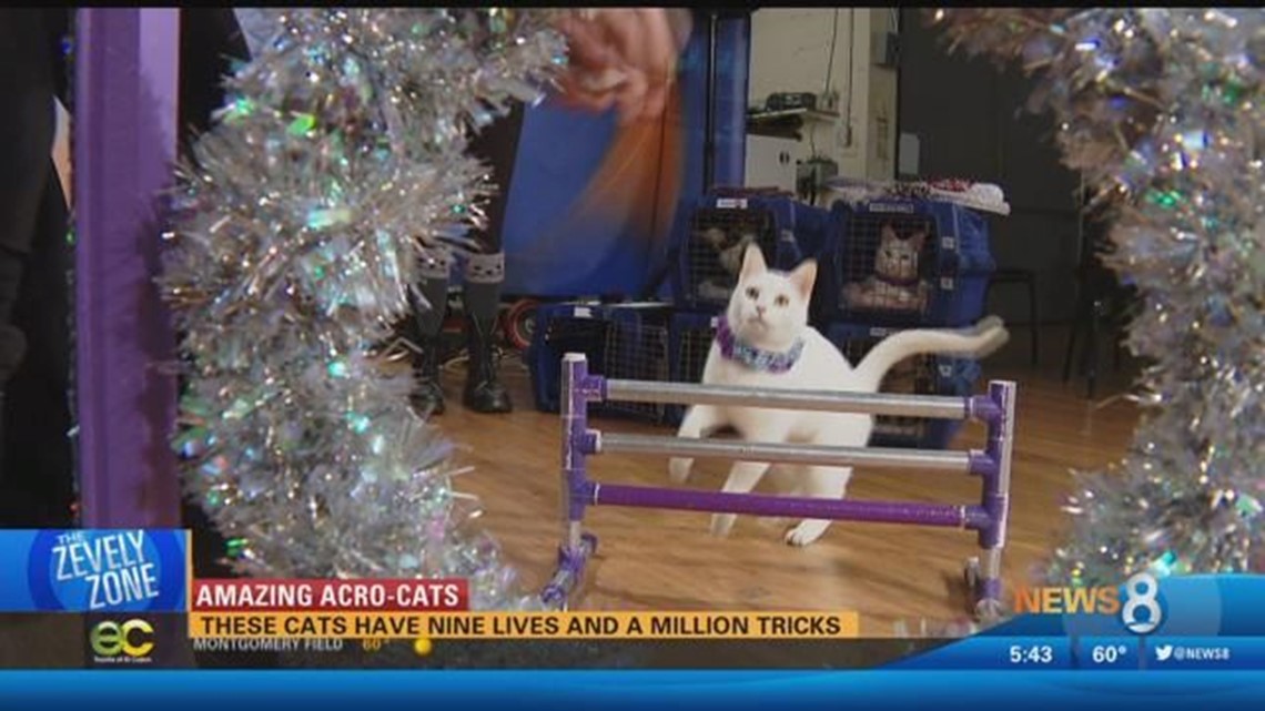 Amazing Acro-Cats: These cats have nine lives and a million tricks ...