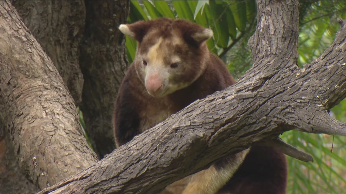 Zoo Day | Tree Kangaroos at the San Diego Zoo Safari Park | cbs8.com