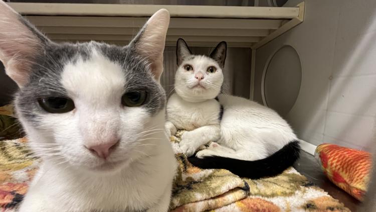 Rancho Coastal rescues cats, dogs from overcrowded shelter | cbs8.com