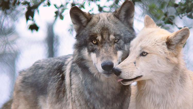 California Wolf Center celebrates 45th Anniversary | cbs8.com