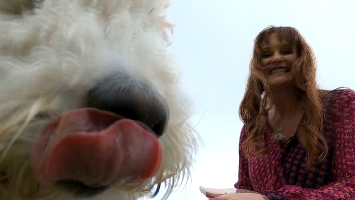 Dog Walker makes a million dollars doing what she loves | cbs8.com