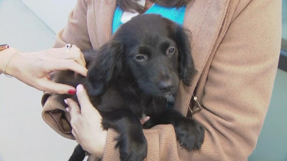 Dozens of puppies who survived car crash now at Helen Woodward Animal ...