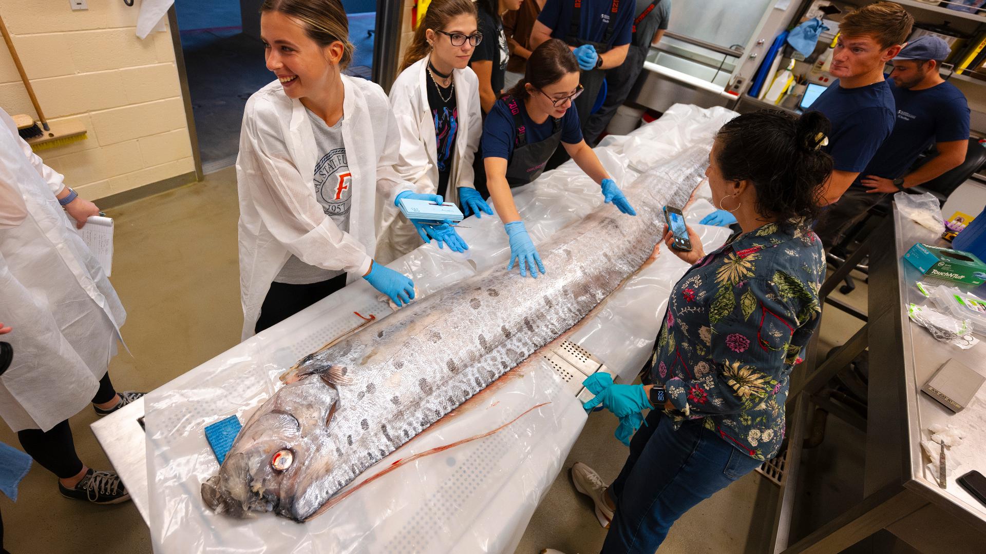 Necropsy complete on rare oarfish spotted in San Diego ocean | cbs8.com