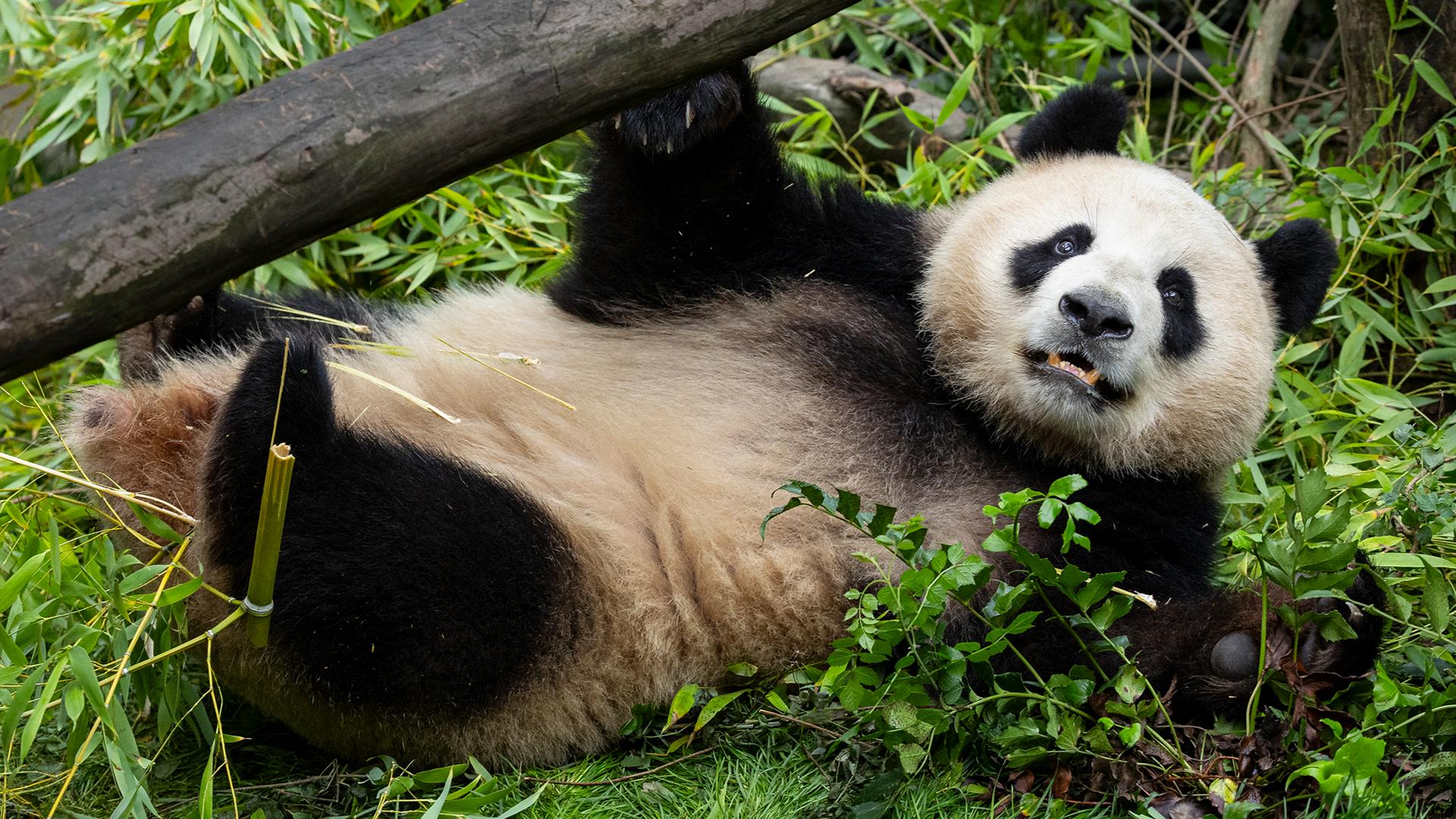 One year since giant pandas made their debut at the San Diego Zoo | cbs8.com