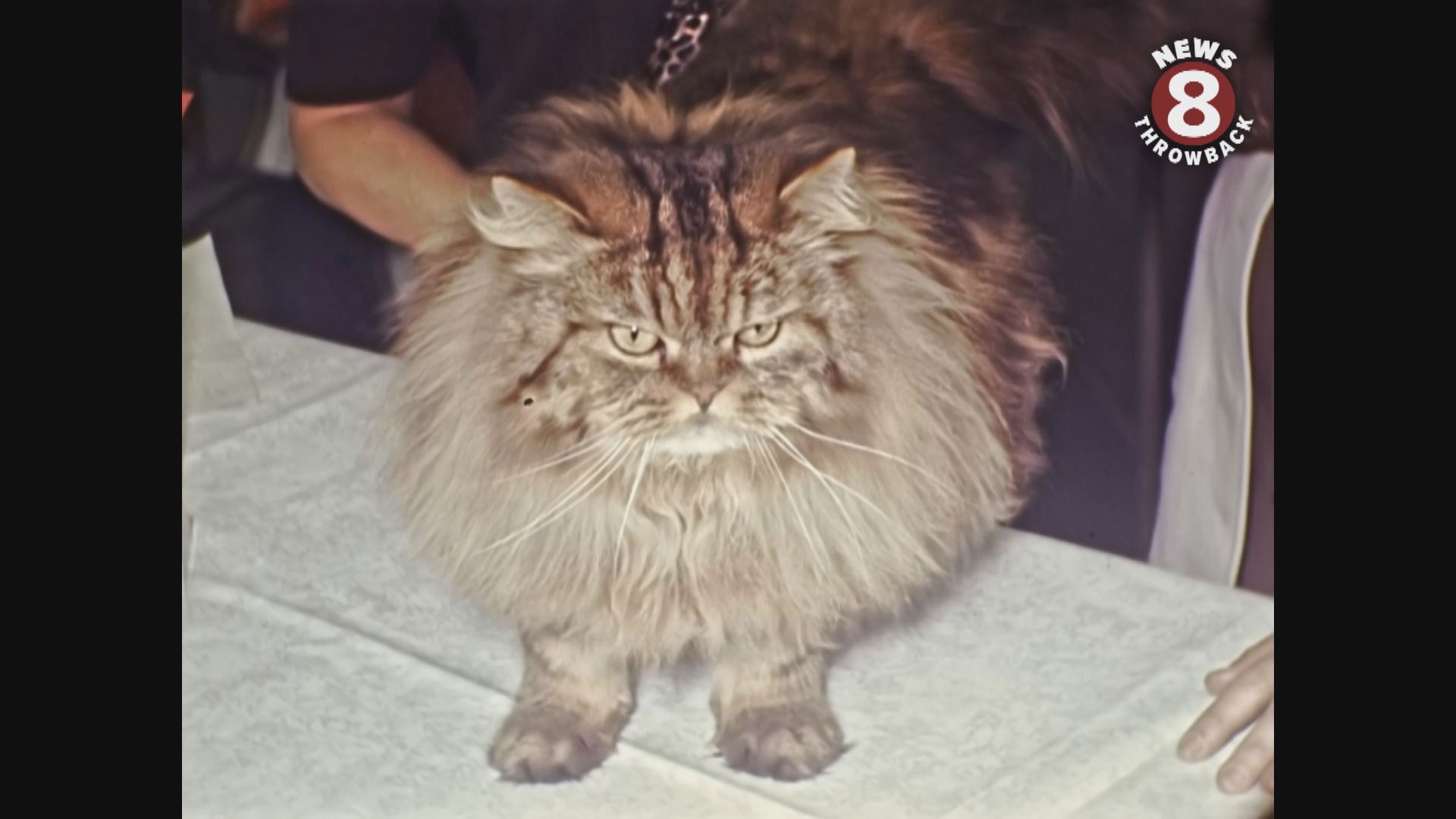 21st Annual Championship All-Breed Cat Show 1971 | cbs8.com