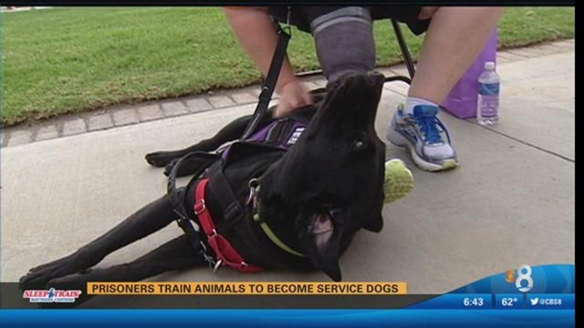 Prisoners train animals to become service dogs | cbs8.com