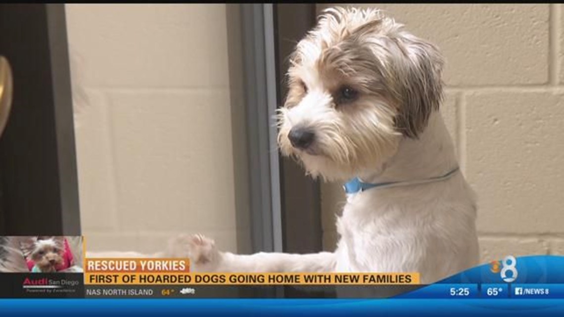 Rescued Yorkies: Dogs begin to go home with new families | cbs8.com
