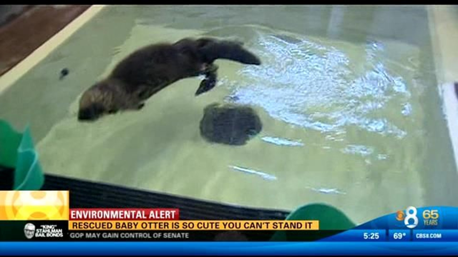 Rescued baby otter doing well at SeaWorld | cbs8.com