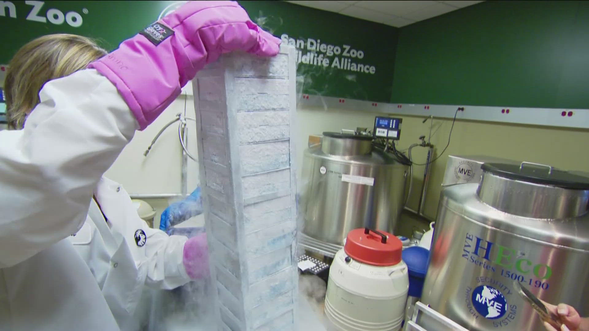 From extinction to existence: How frozen cells are reviving endangered ...