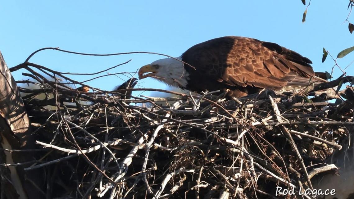 Bald Eagles thrive in San Diego with new eaglets | cbs8.com