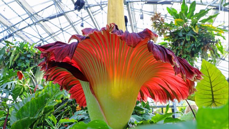Rotten fish? Stinky feet? Corpse plant blooms in Encinitas | cbs8.com