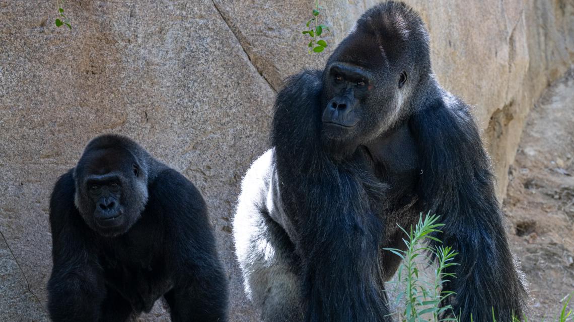 Silverback gorilla joins troop at the San Diego Zoo Safari Park | cbs8.com