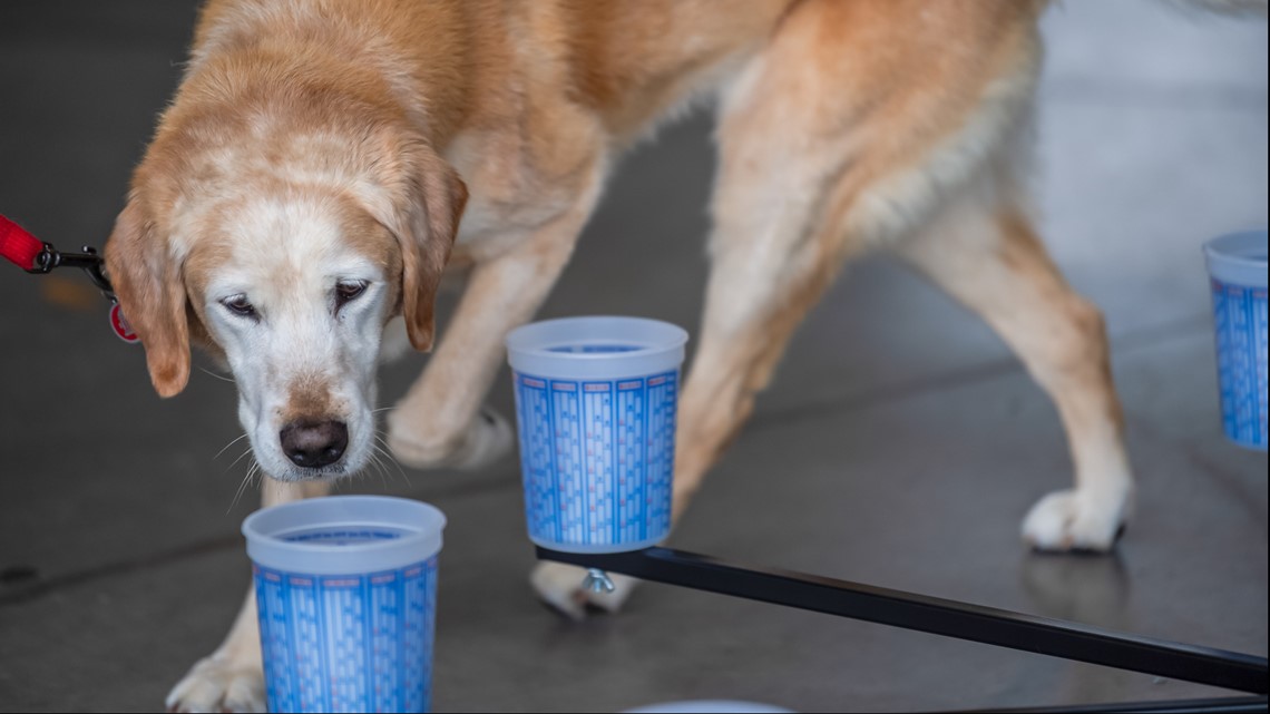 Arson K-9 dogs undergo recertification process virtually due to ...