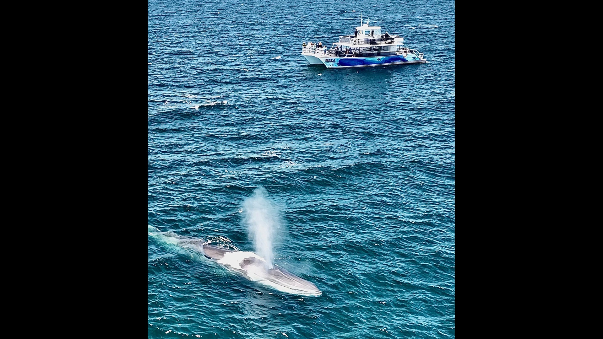 Chasing blue whales off the coast of Oceanside | cbs8.com
