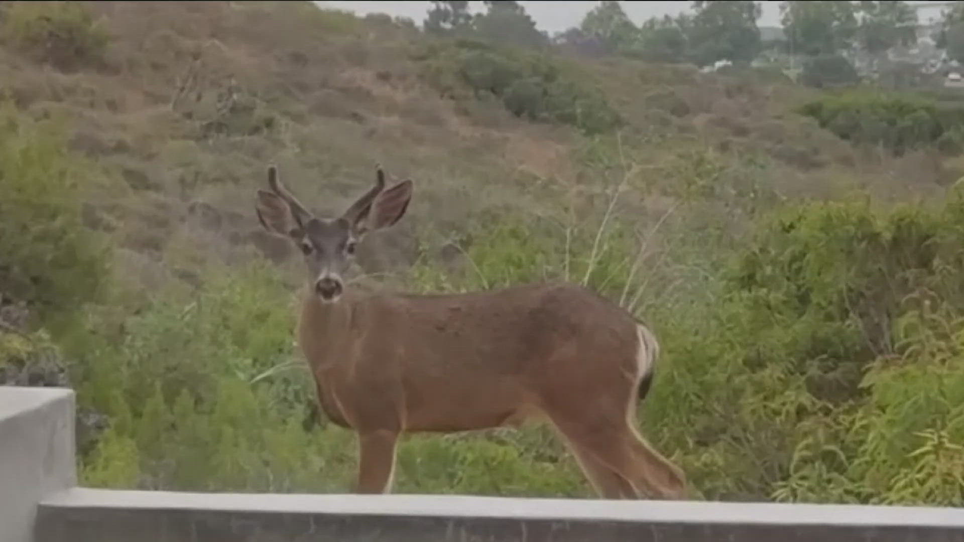Young mule deer spotted near Kate Sessions Park in San Diego | cbs8.com