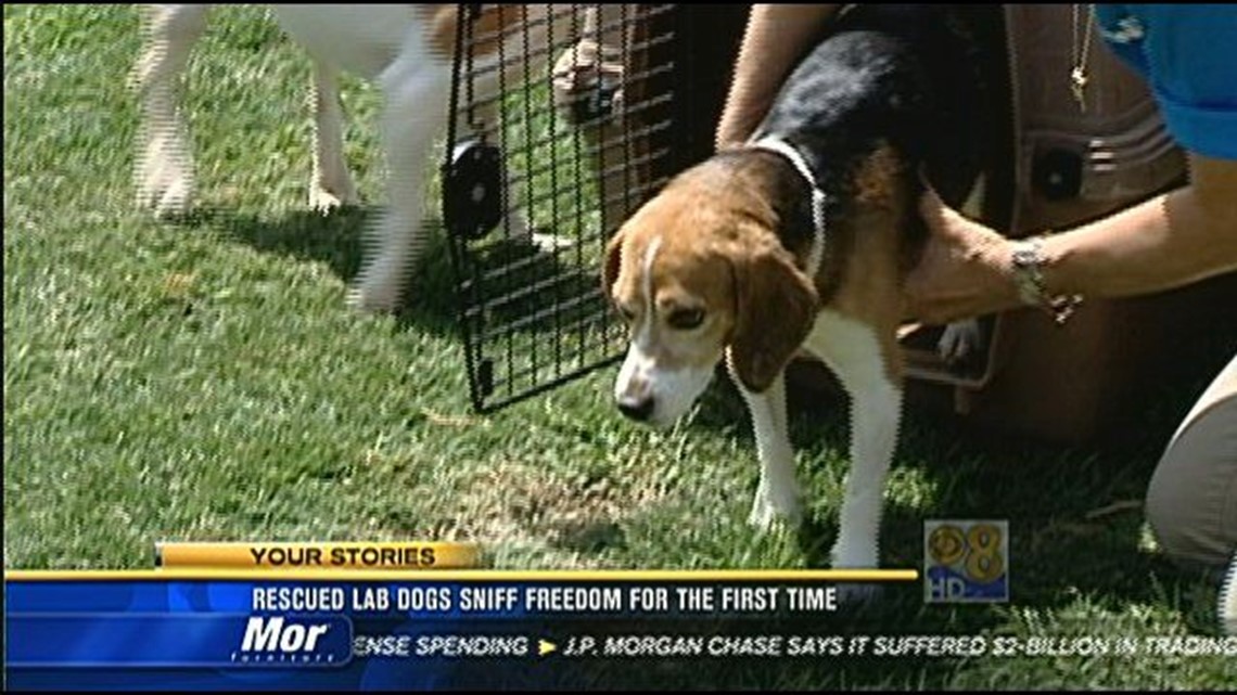 Rescued lab dogs sniff freedom for the first time | cbs8.com
