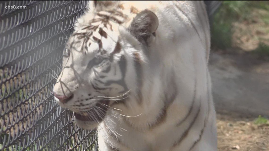 'The Conservation Game' documentary is screening in Alpine | cbs8.com