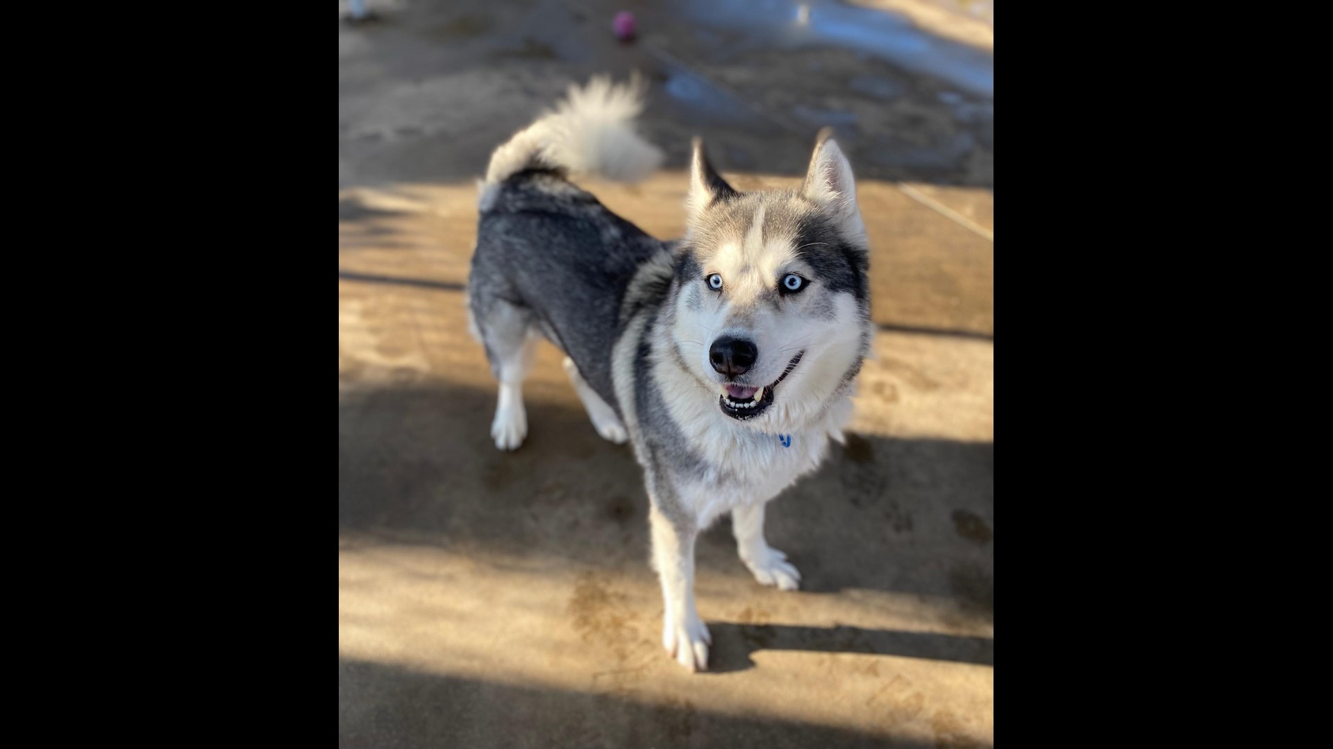 Dozens of huskies up for adoption at Chula Vista Animal Facility | cbs8.com