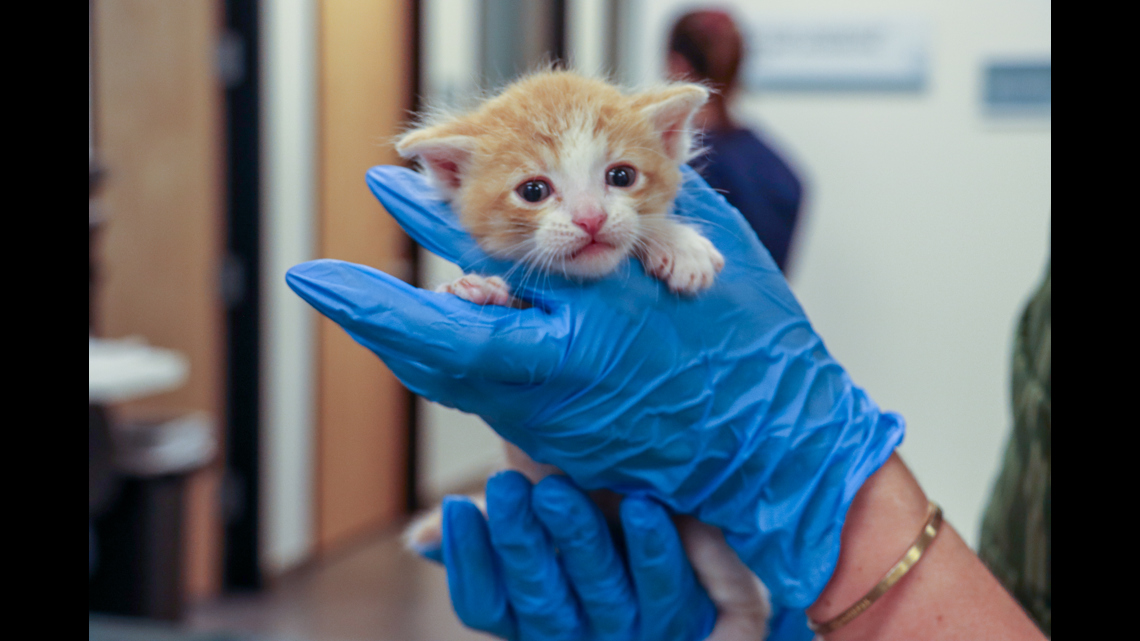 kittens rescued, kittens recovering, riverside kittens found | cbs8.com