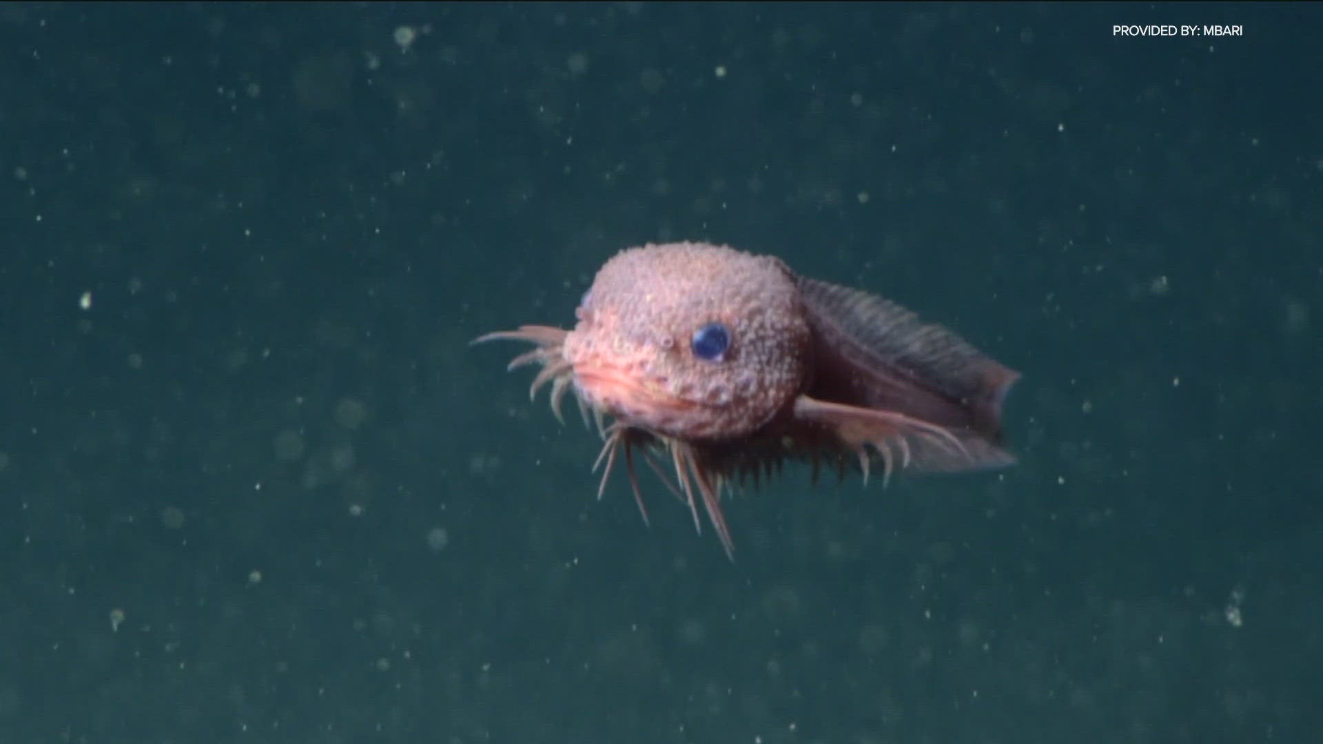 Newest deep sea discovery steals hearts online | cbs8.com