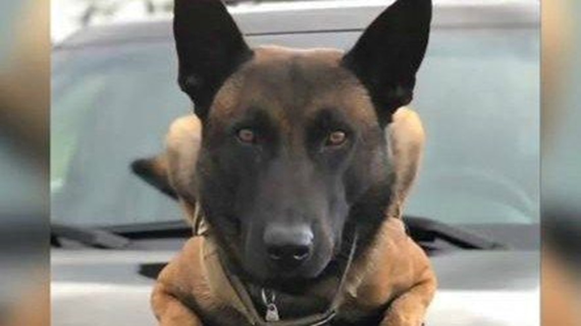 Jester the police K9 holding court on Instagram | cbs8.com