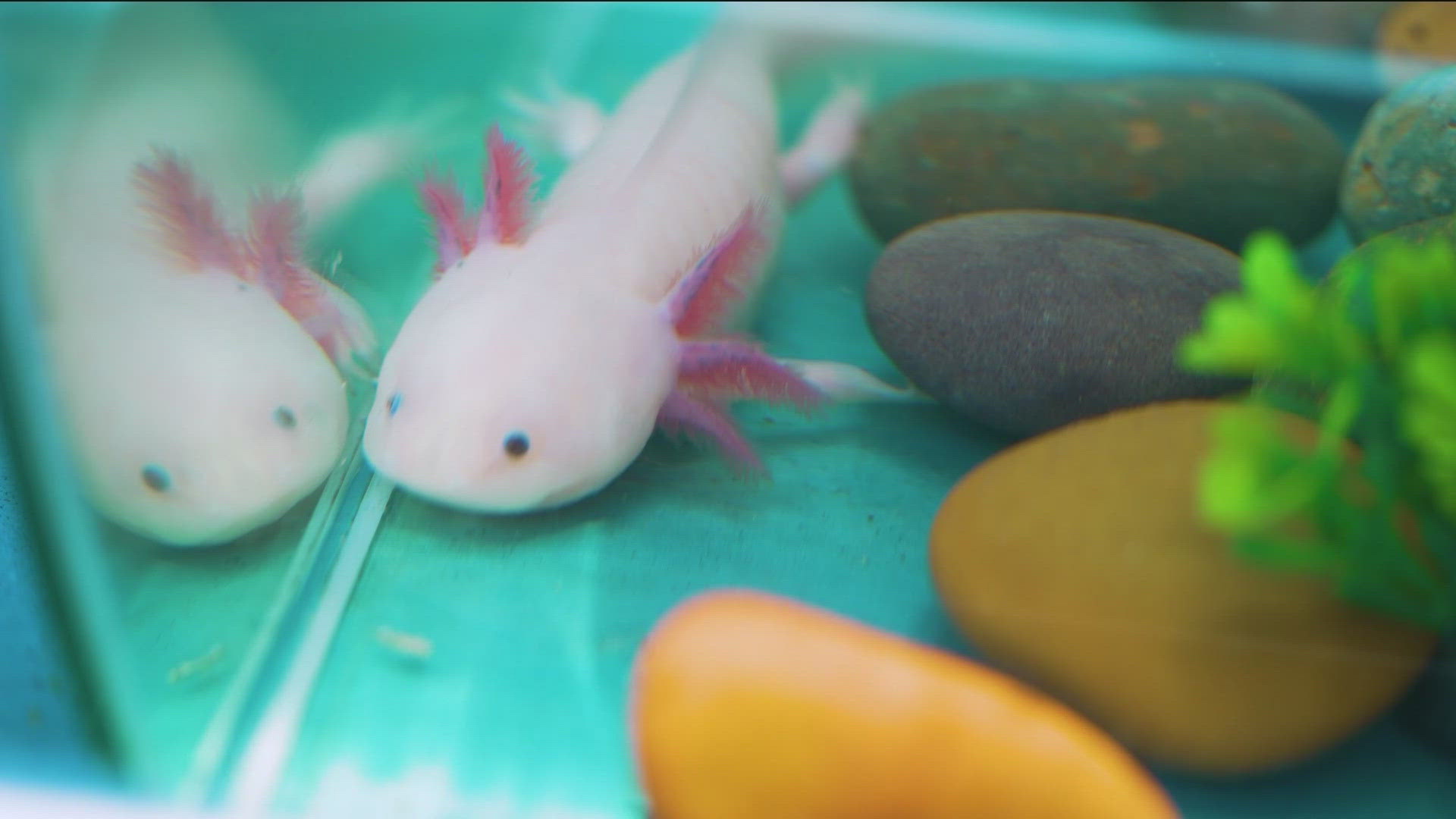 SeaWorld San Diego to reopen Bayside Aquarium | cbs8.com