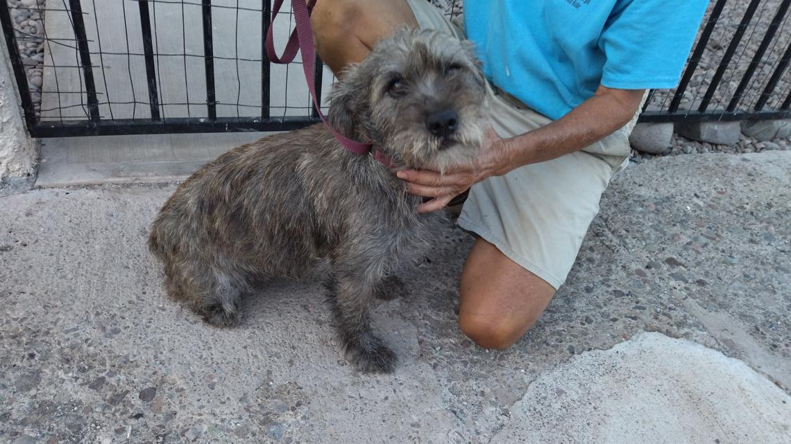 Baja Californian dogs at Oceanside SDHS ready for adoption | cbs8.com