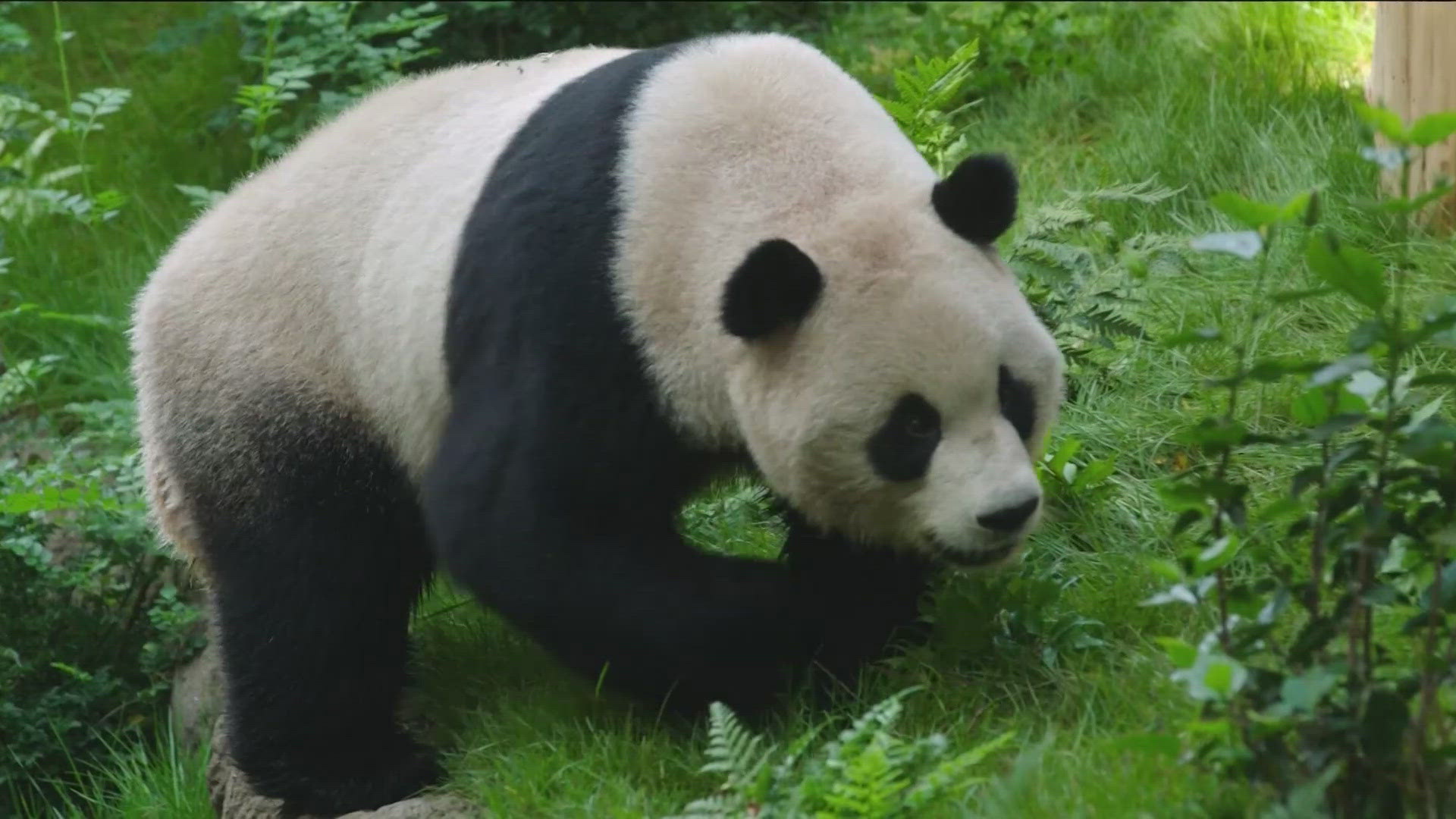 National Panda Day celebrated at San Diego Zoo | cbs8.com