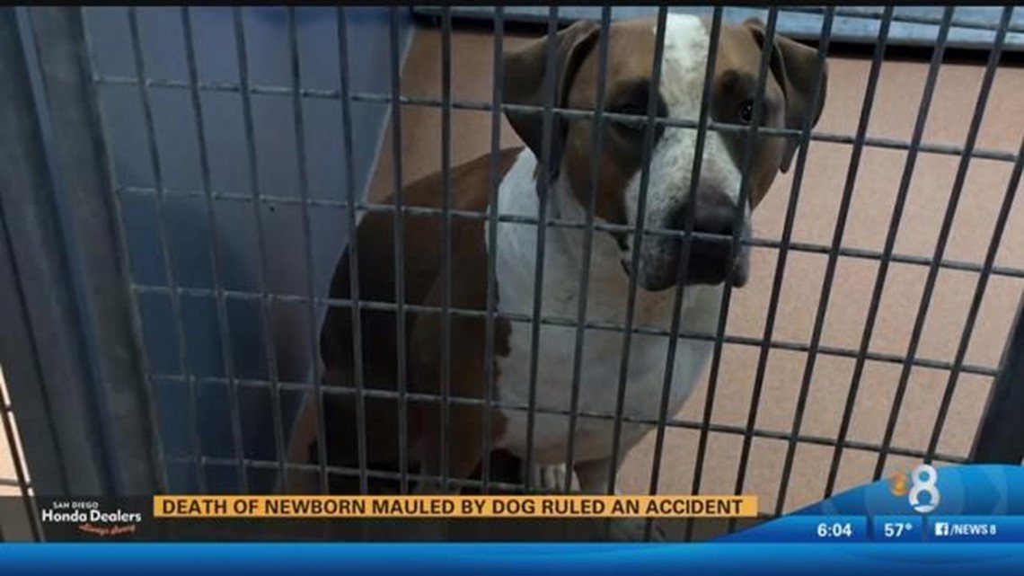 Autopsy: Newborn killed by dog died of bites to head | cbs8.com