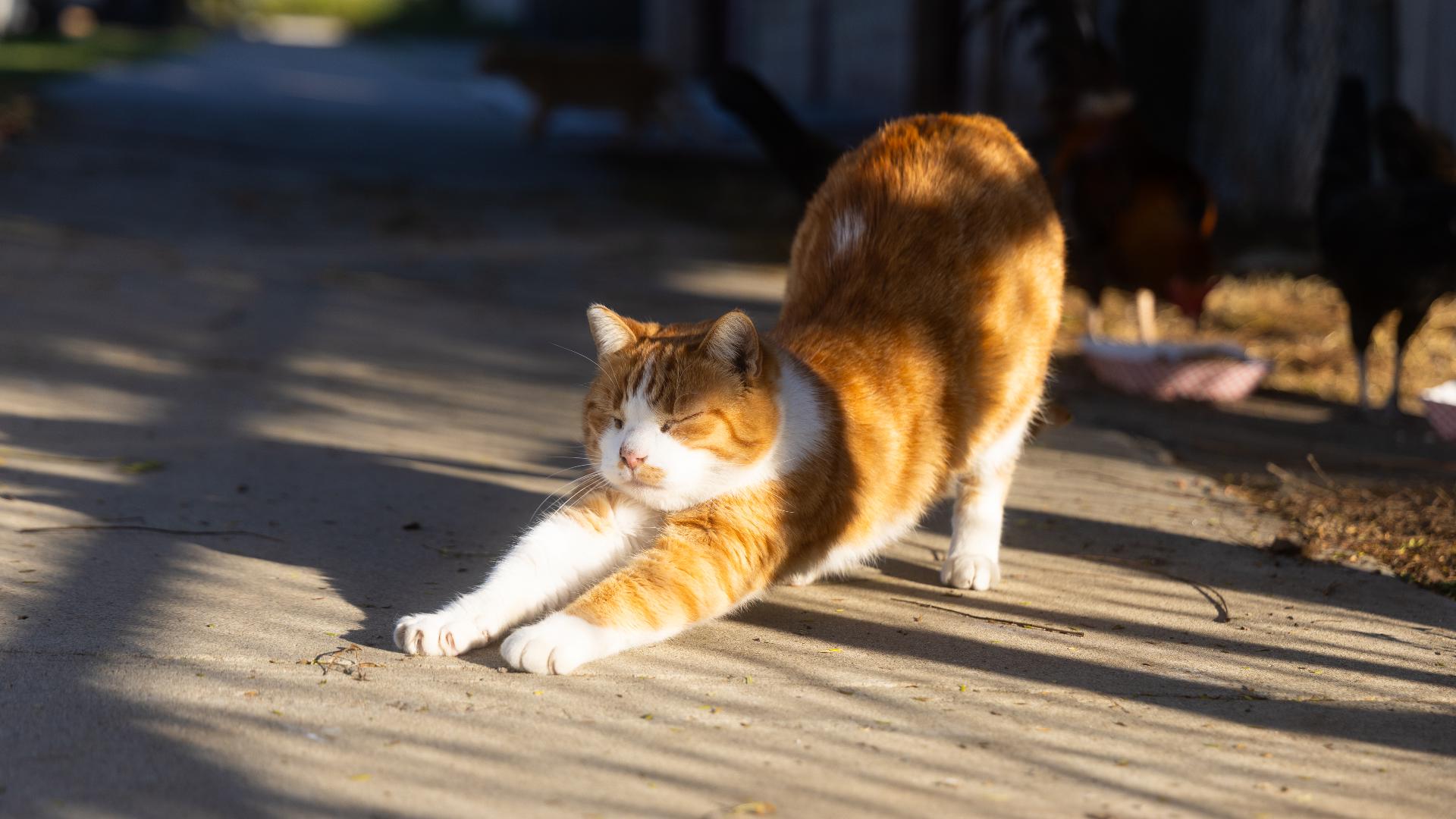 San Diego Humane Society updates stray cat policy | cbs8.com