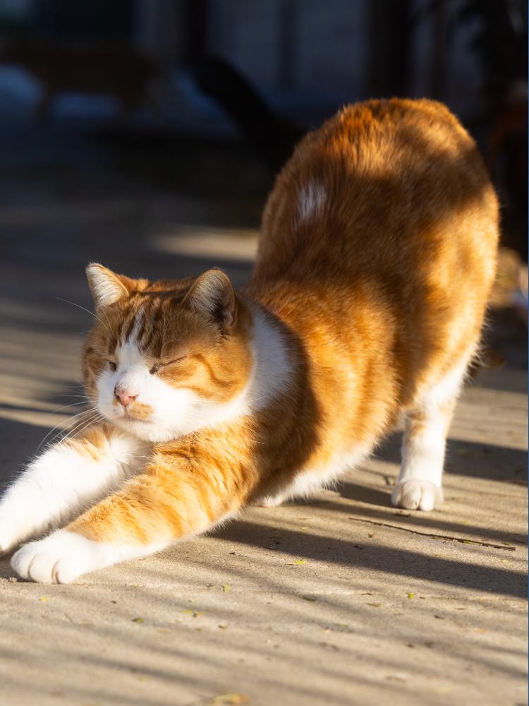 San Diego Humane Society updates stray cat policy | cbs8.com