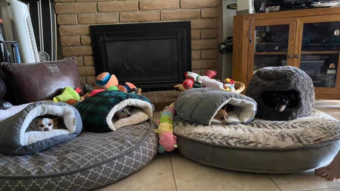 Best Lockdown Pet: A virtual dog show | cbs8.com