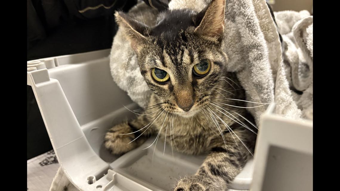 San Diego Humane Society rescues 13 animals from hoarding situation ...