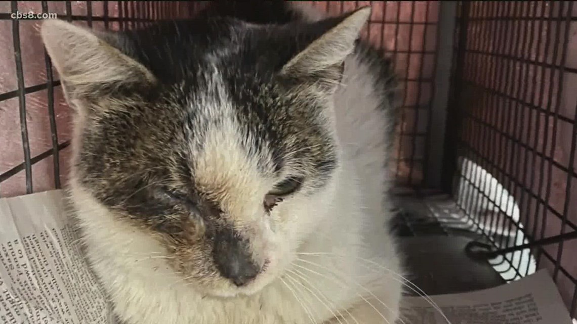 Homeless one eyed cat named Benny needs a family | cbs8.com