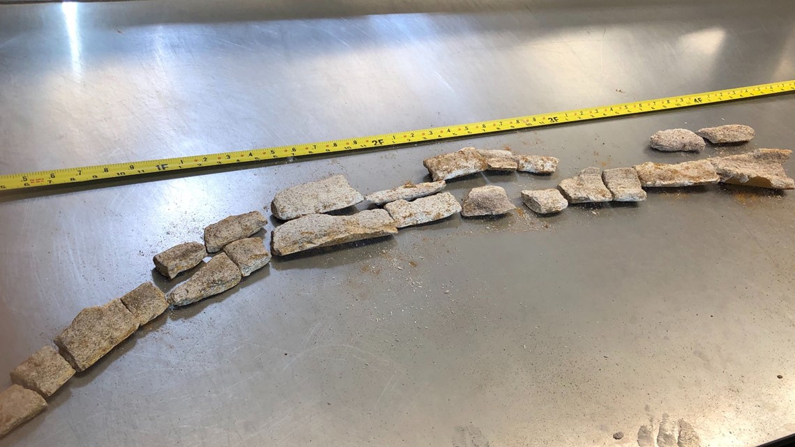 Whale rib believed to be 120,000 years old discovered at Oceanside ...