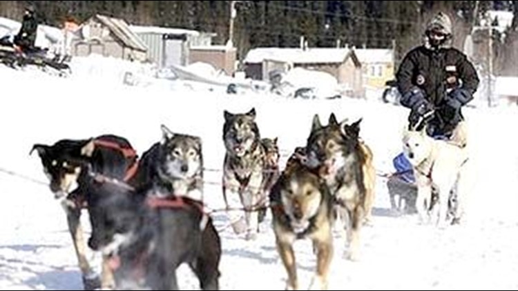 Peta Asks For Investigation Into Sled Dog Deaths | cbs8.com