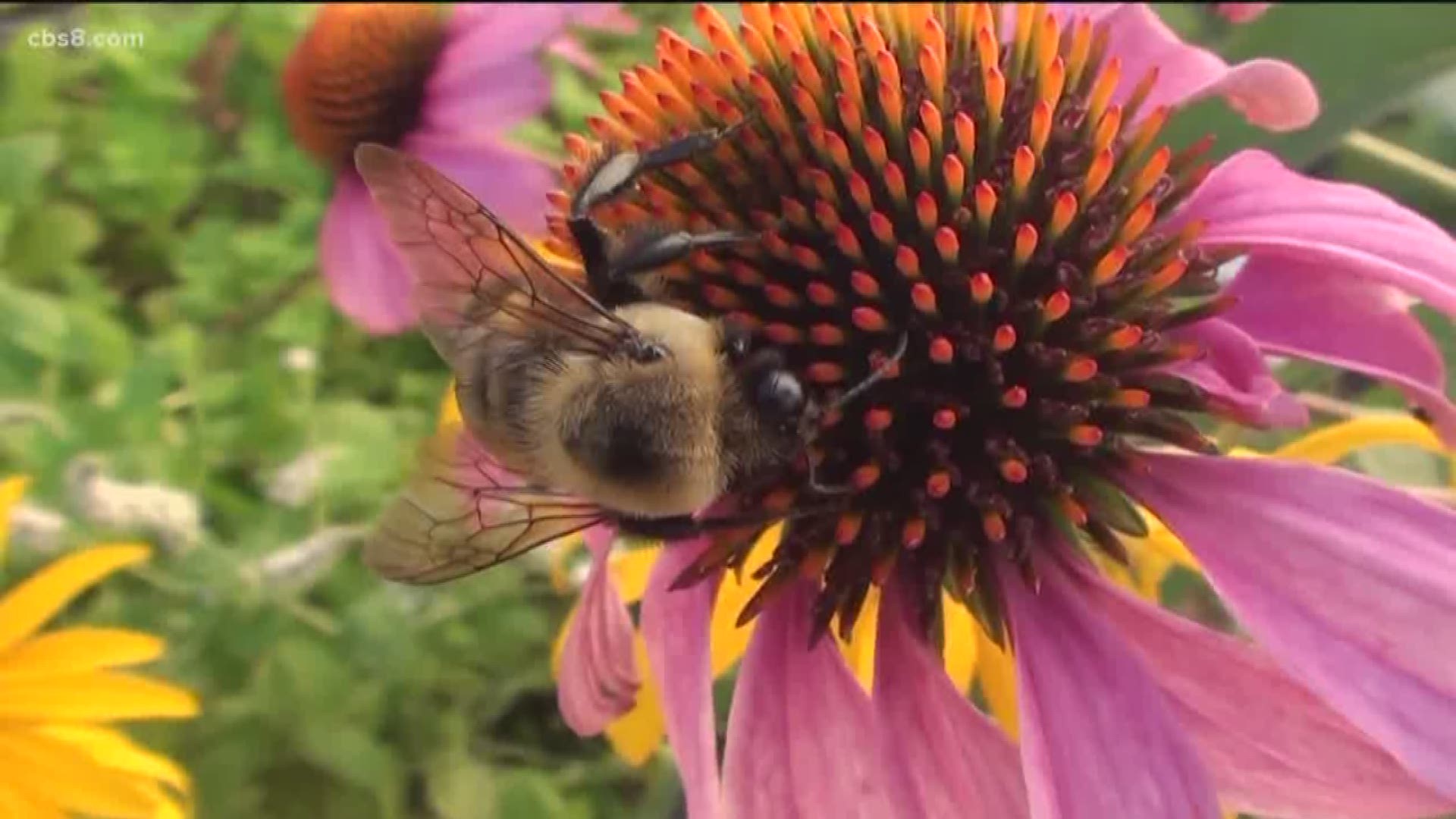San Diego expert weighs in on why we need bees | cbs8.com