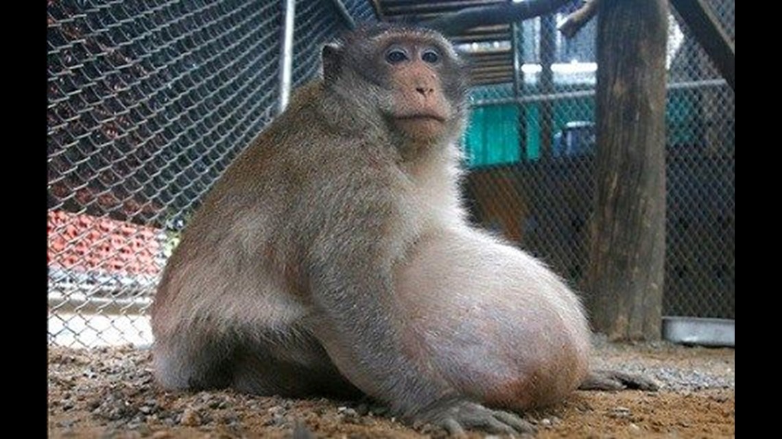 Thailand's chunky monkey on diet after gorging on junk food | cbs8.com