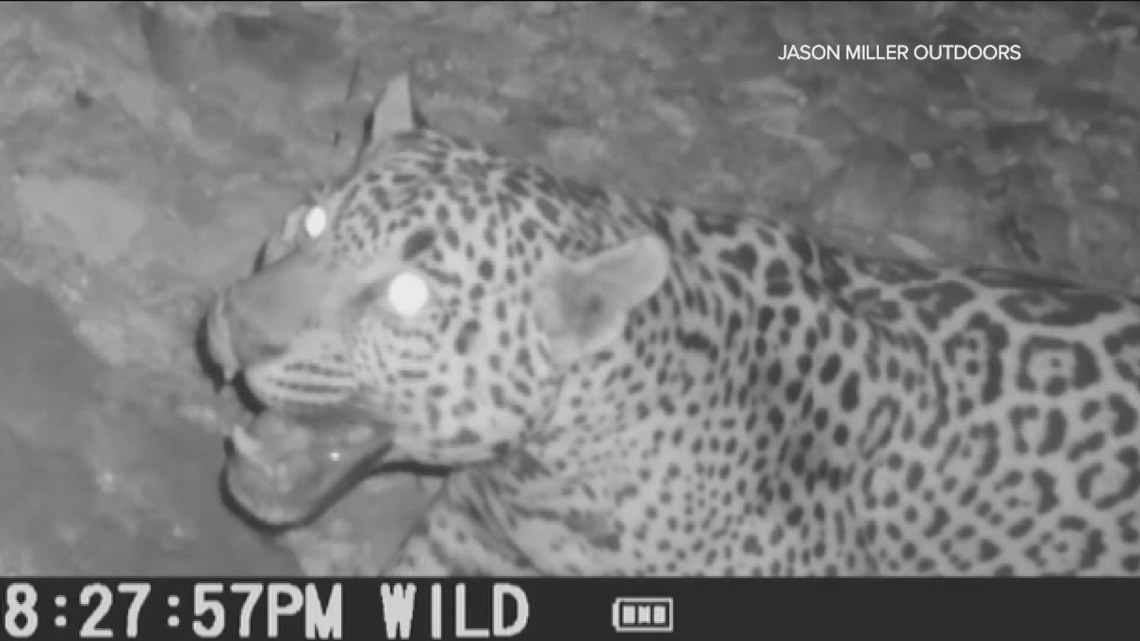 Border wall construction threatens newly returning jaguars in Southern ...