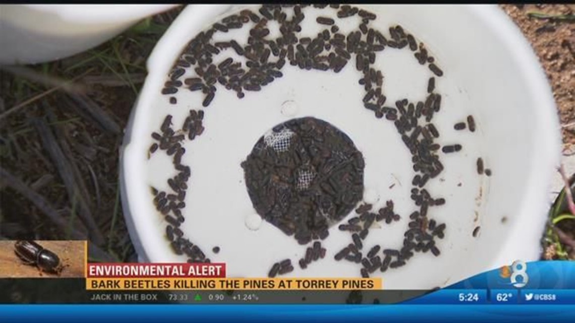 New solution to prevent bark beetles from killing pines at Torrey Pines ...