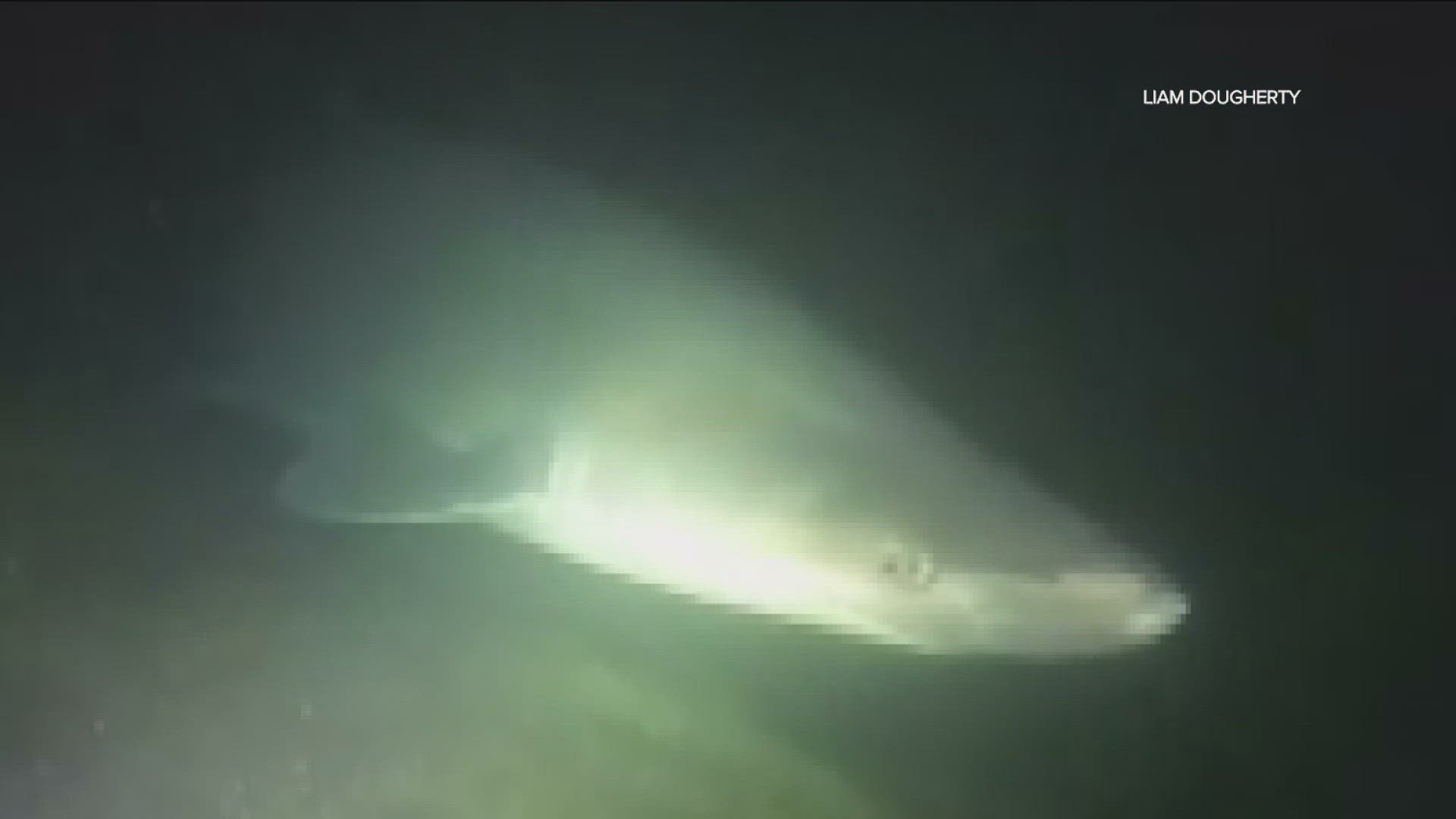 Divers come face-to-face with rarely seen, deep water shark off La ...