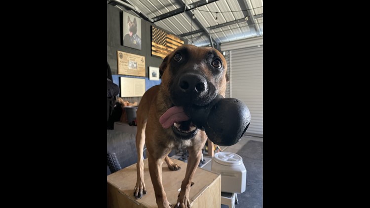 San Diego police K-9 recovering from stab wounds ‘wasn't going to be ...