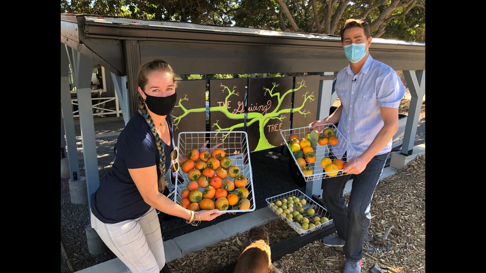 The Giving Tree: Vista resident creates free roadside fruit stand ...