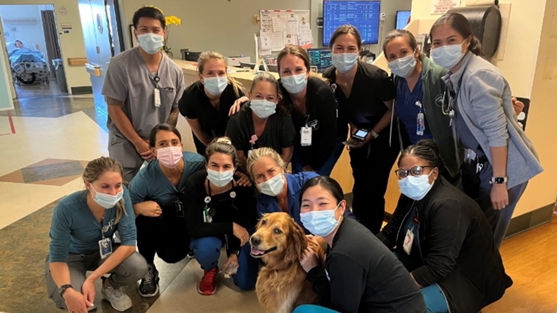Dogs audition for Scripps Health canine program | cbs8.com