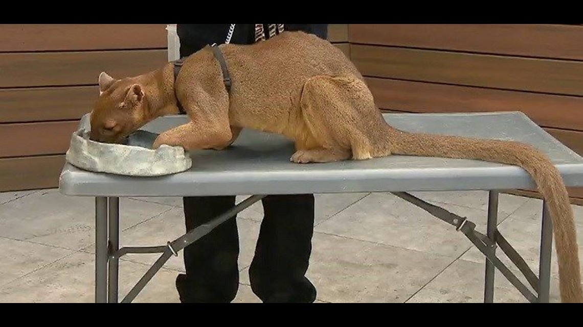 Zoo Day: It's the fossa | cbs8.com
