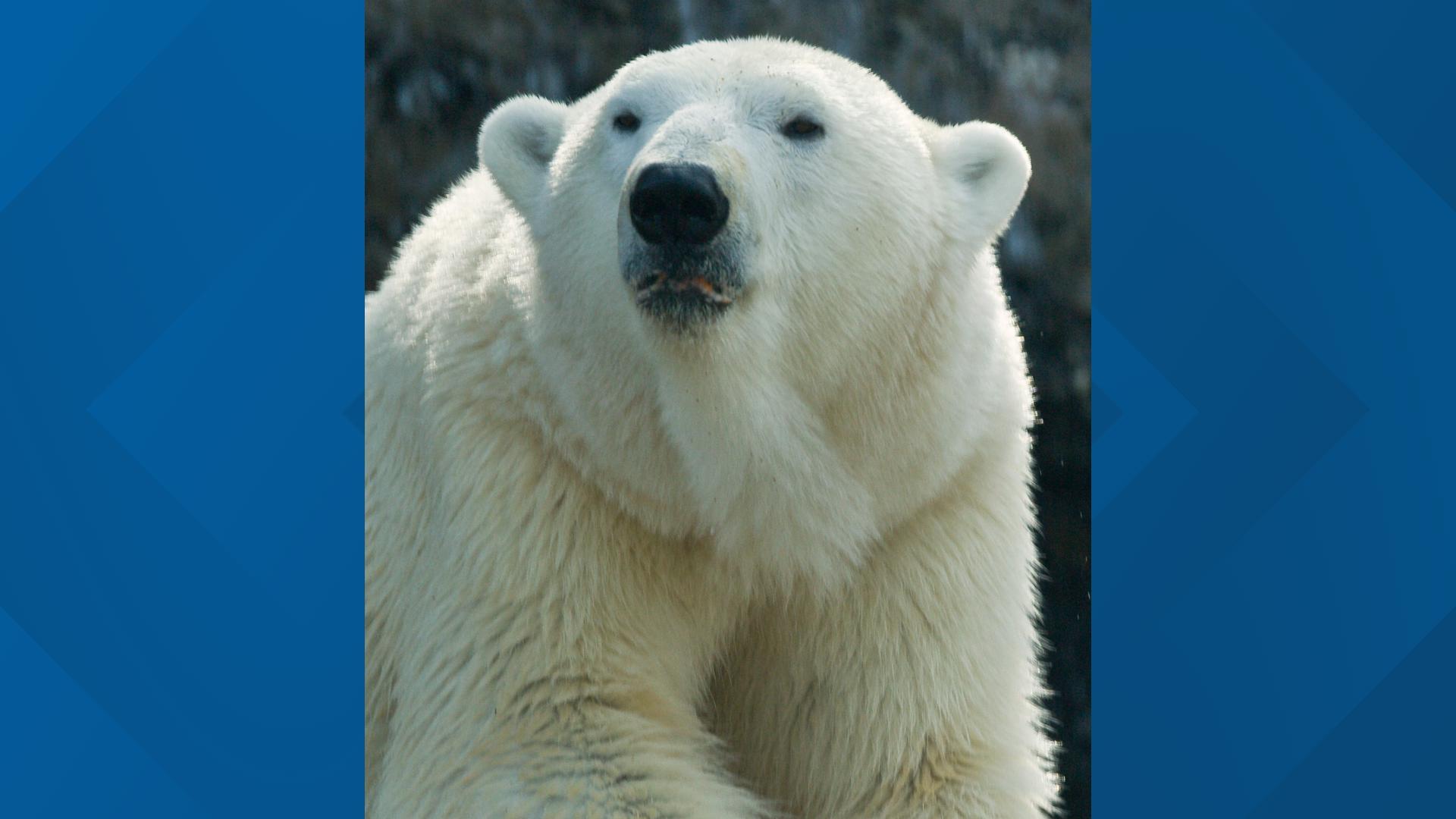 Polar Bear dies at San Diego Zoo | cbs8.com