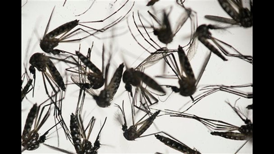 WHO declares global emergency over Zika virus spread | cbs8.com
